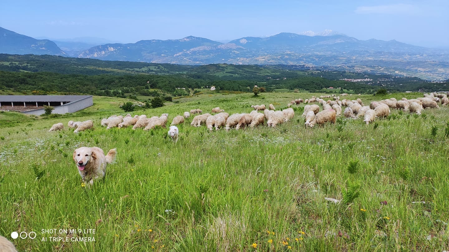 Nuove pecore da latte per il gregge del Caseificio del Parco della ...