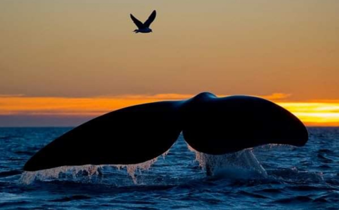 IN VIAGGIO CON LE BALENE | Eppela