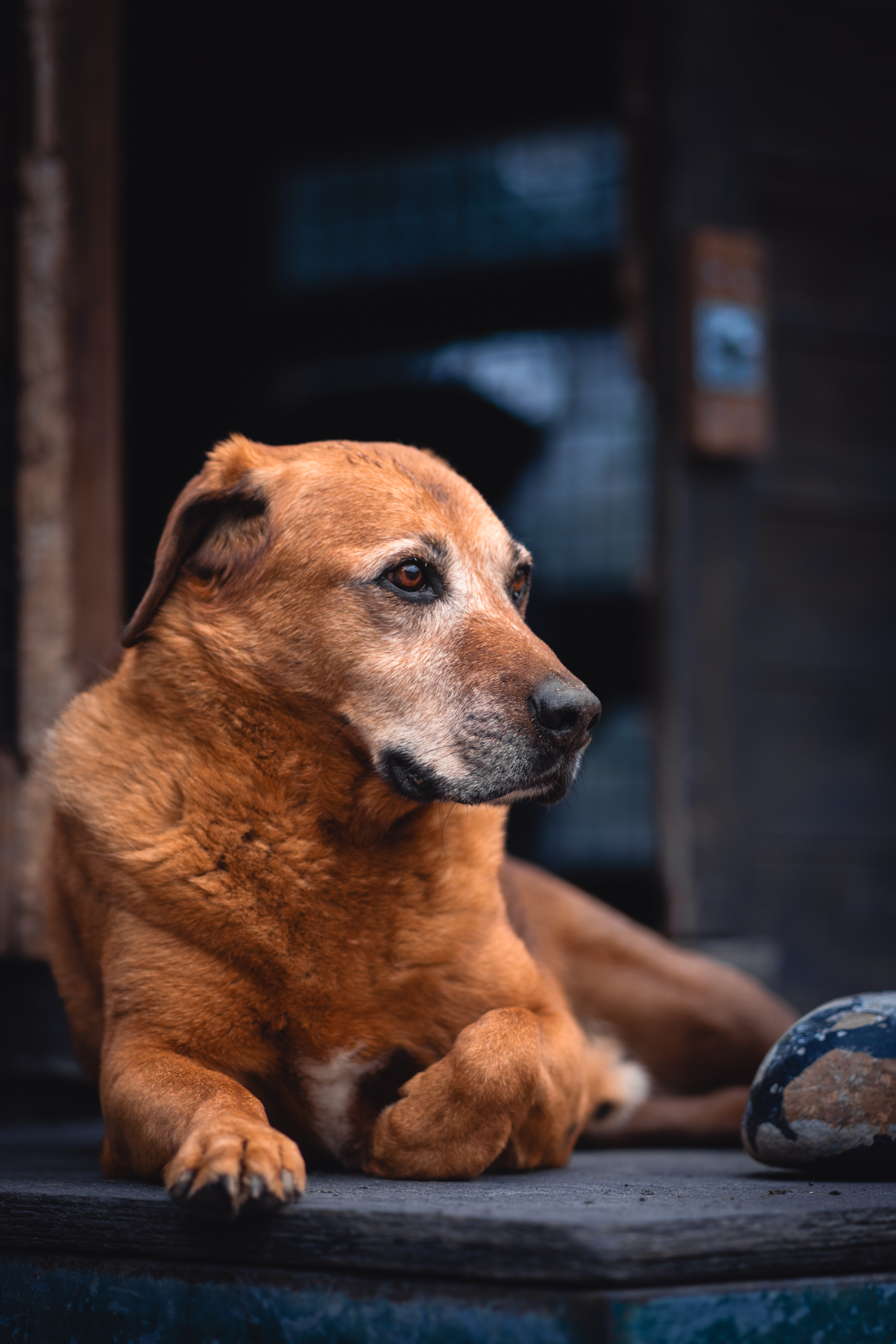 Desmond ha bisogno di noi! | Eppela